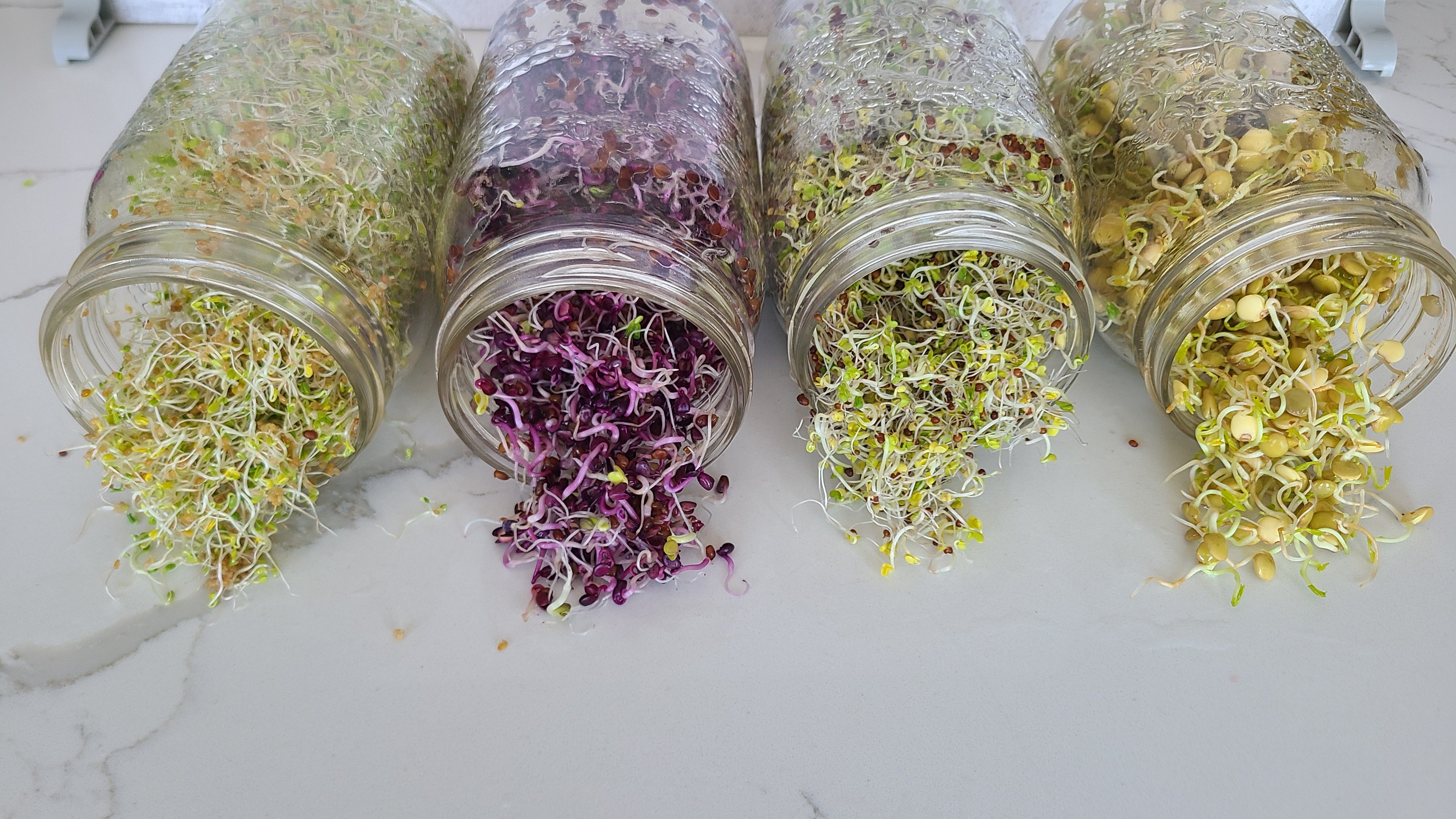 How To Grow Your Own Sprouts at Home – Splash Of Goodness